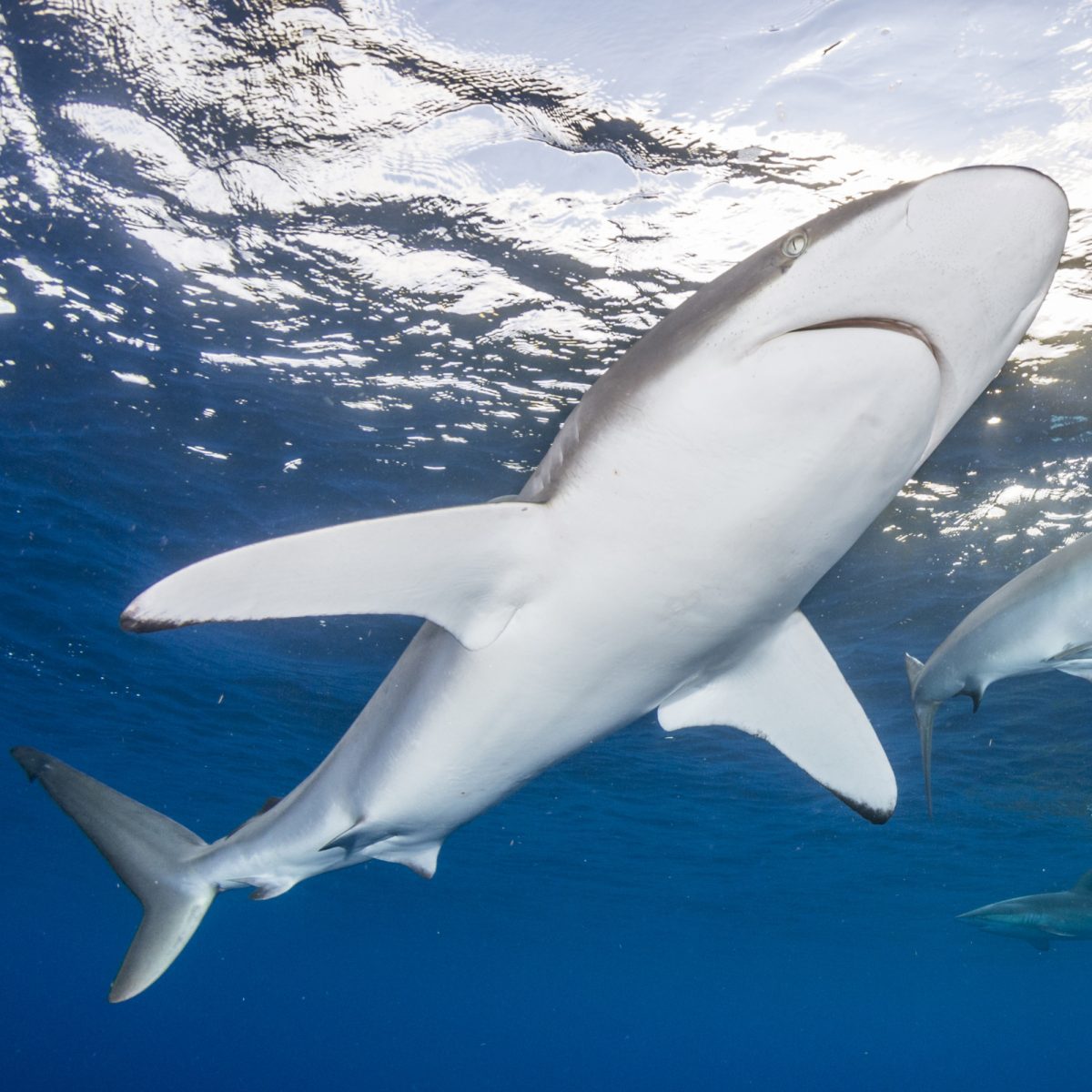 Sharks: Worth More Than The Sum Of Their Body Parts - Nature Needs More