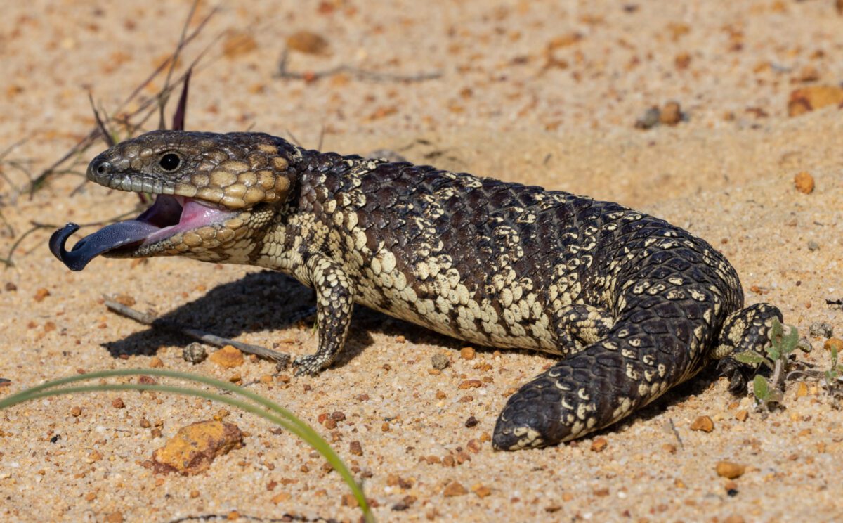 Australia's Exotic Pet Trade Is Both Surprising And Rising - Nature ...