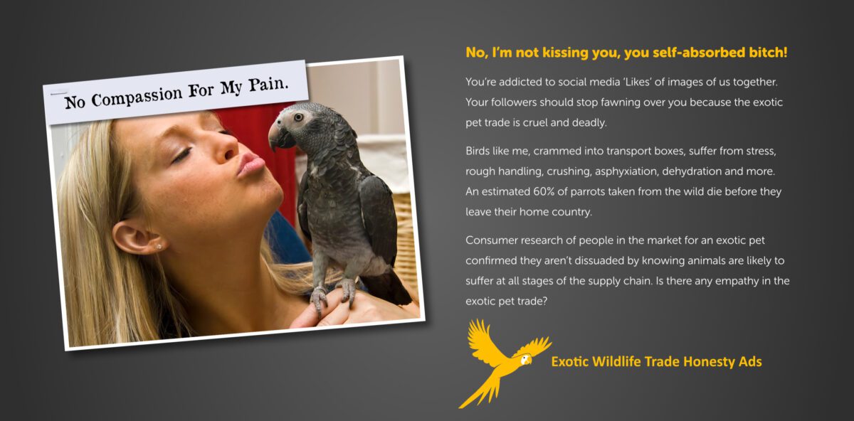 The Future Of The Exotic Pet Trade - Nature Needs More